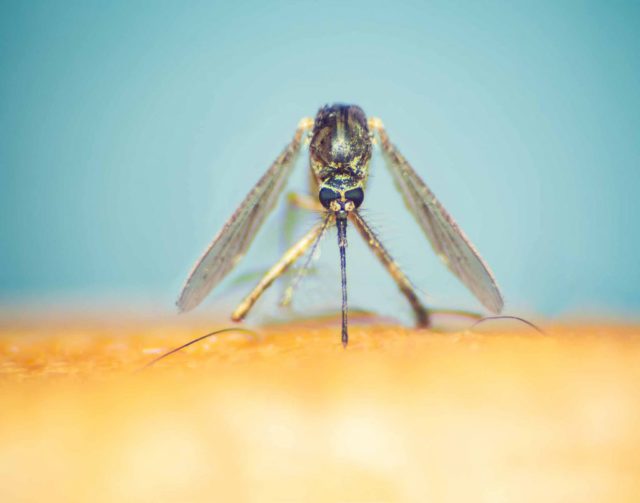 The mosquito, a possible threat for humanity - UNF